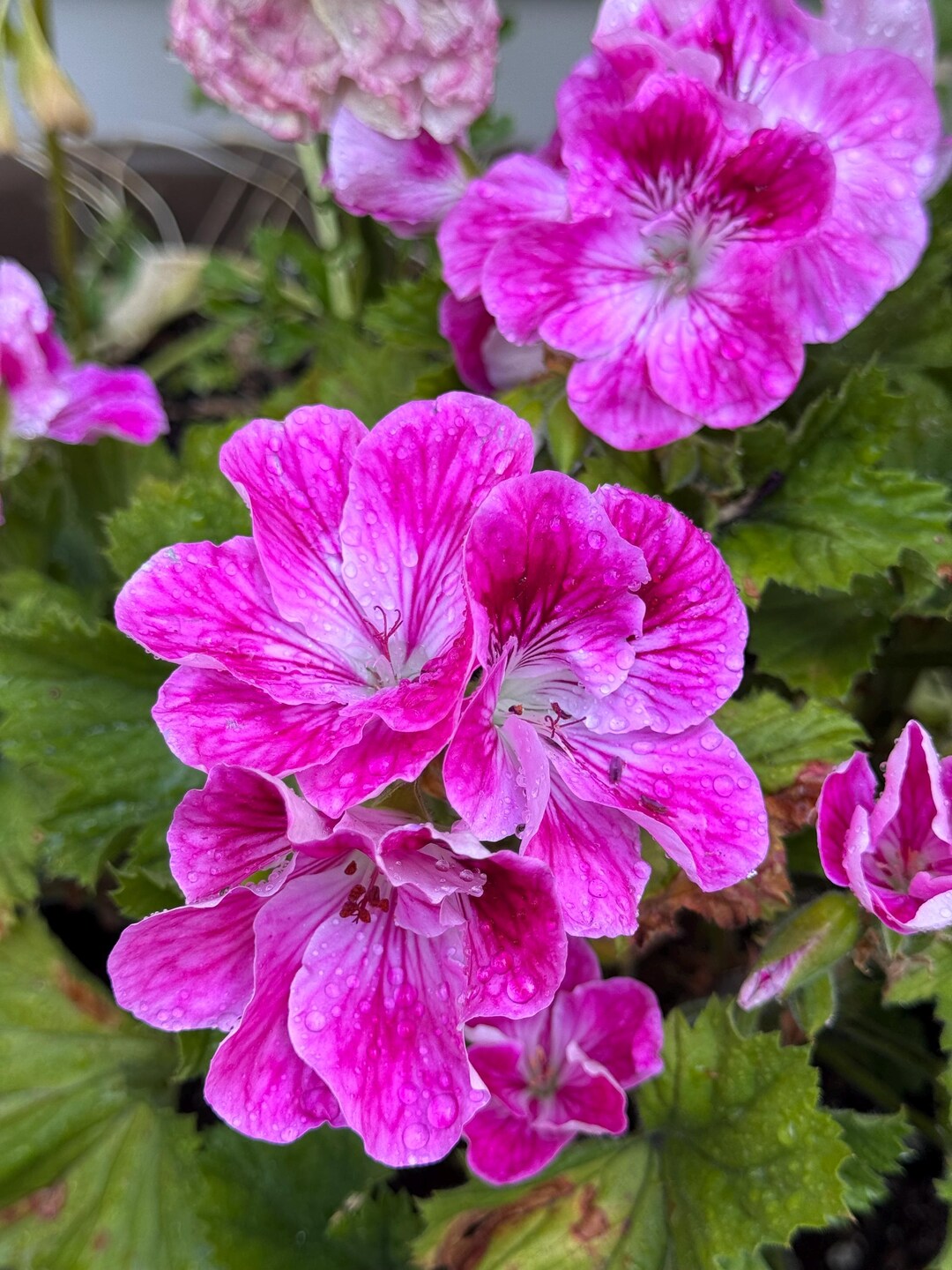 Geranium 'elegance Cherry Blush' | Pelargonium Regal| Live Plant in a 6 ...