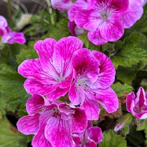 Geranium 'elegance Cherry Blush' | Pelargonium Regal| Live Plant in a 6 ...
