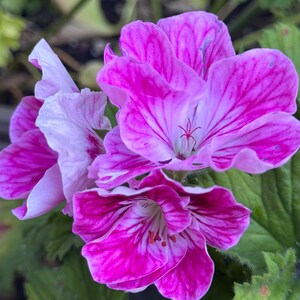 Geranium 'elegance Cherry Blush' | Pelargonium Regal| Live Plant in a 6 ...
