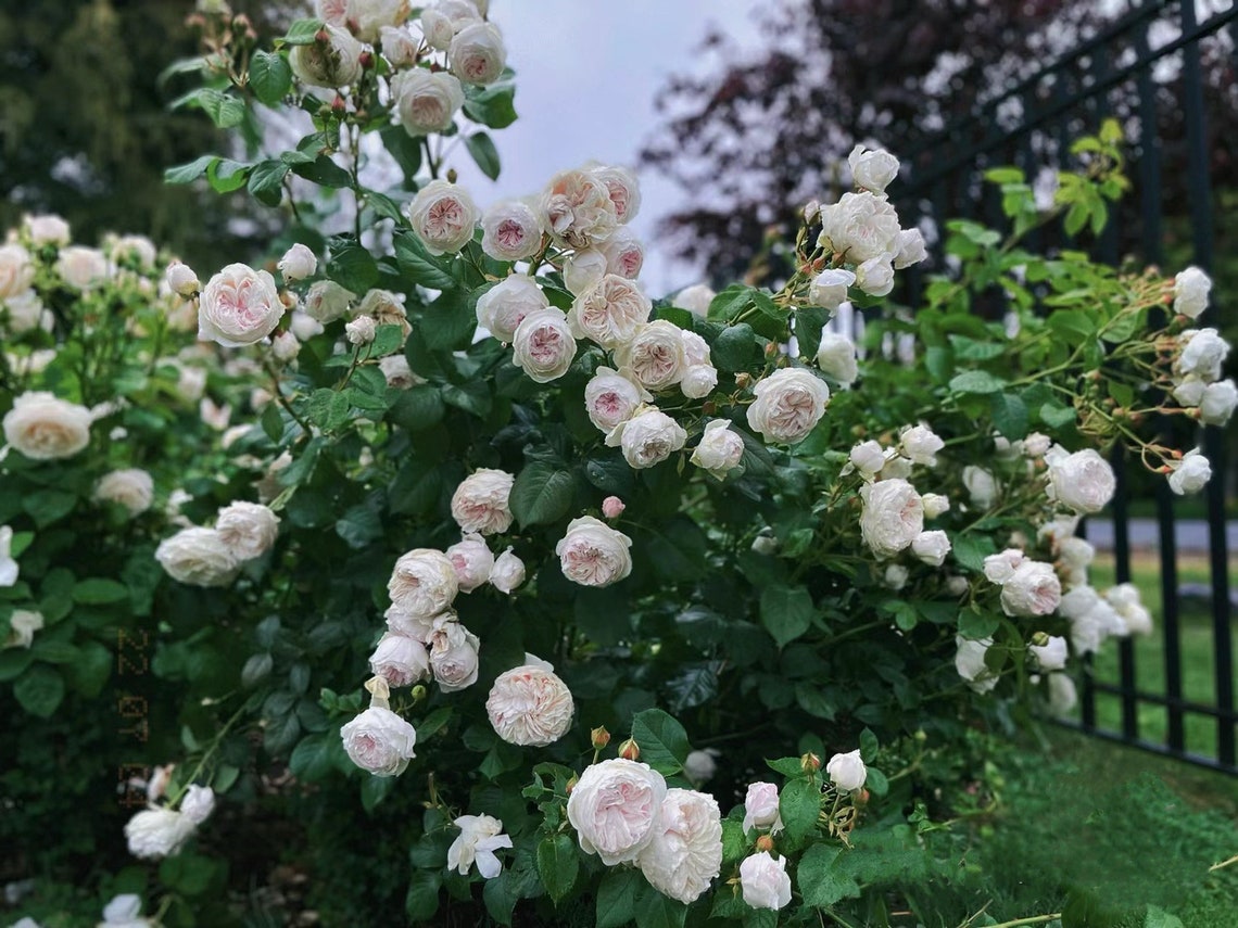 Earth Angel Parfuma Rose | Live Plant| Kordes | Own Rooted in 1 Gallon ...
