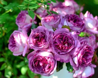 Rare Rose masora Japanese Rose Own-root in 1 Gallon Pot 真宙 マソラ - Etsy