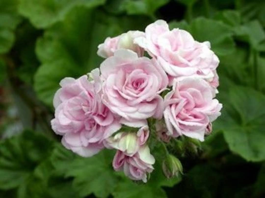 Rare Geranium｜pink Rosebud｜pink Double Flower - Etsy