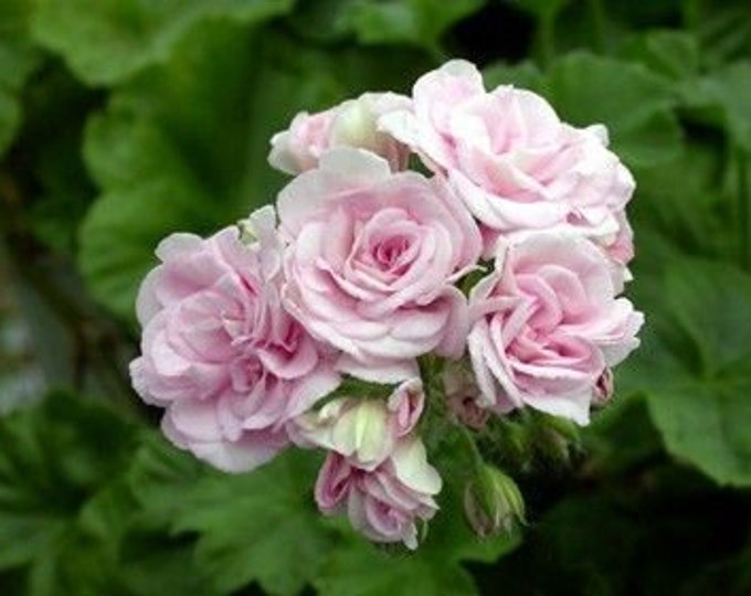 Rare Geranium｜pink Rosebud｜pink Double Flower - Etsy