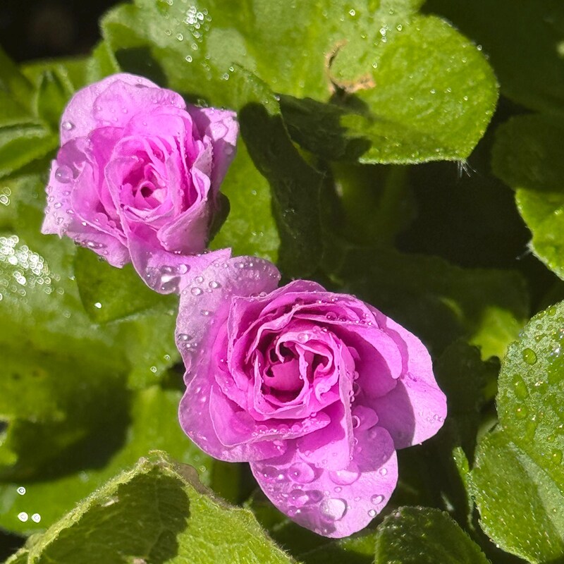 Pelargonium Ivy - Etsy