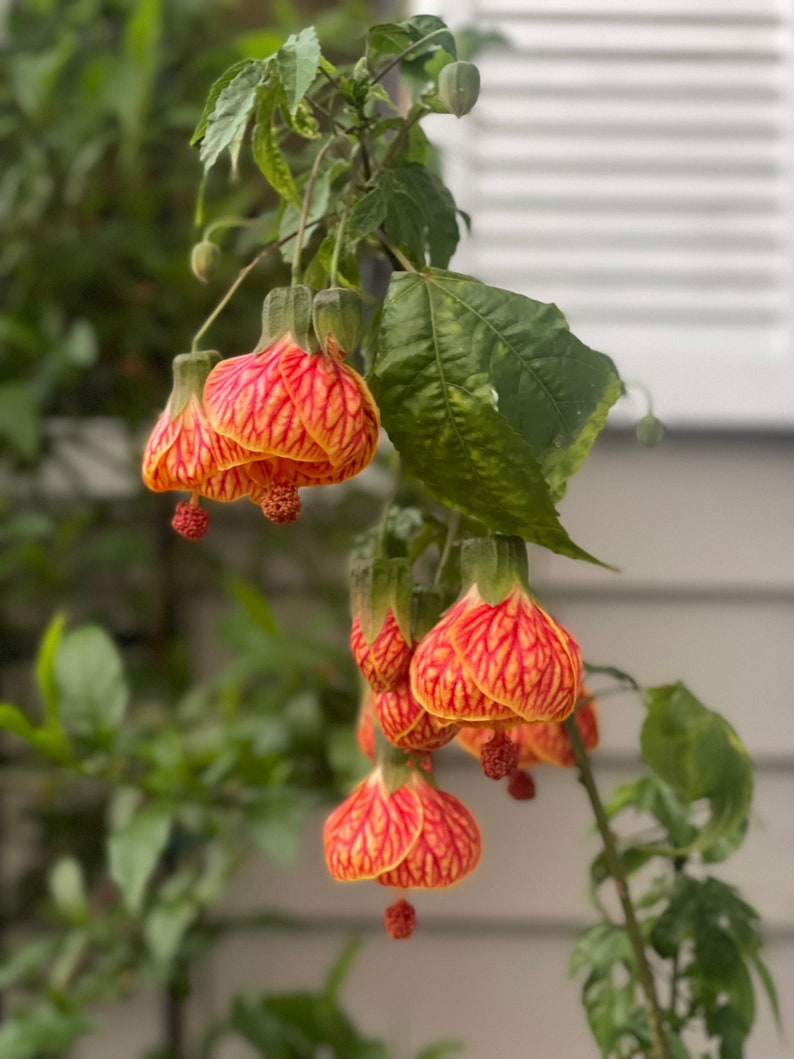 Abutilon Tiger Eyeflowering Maple chinese Lantern Live Plant in 1 ...