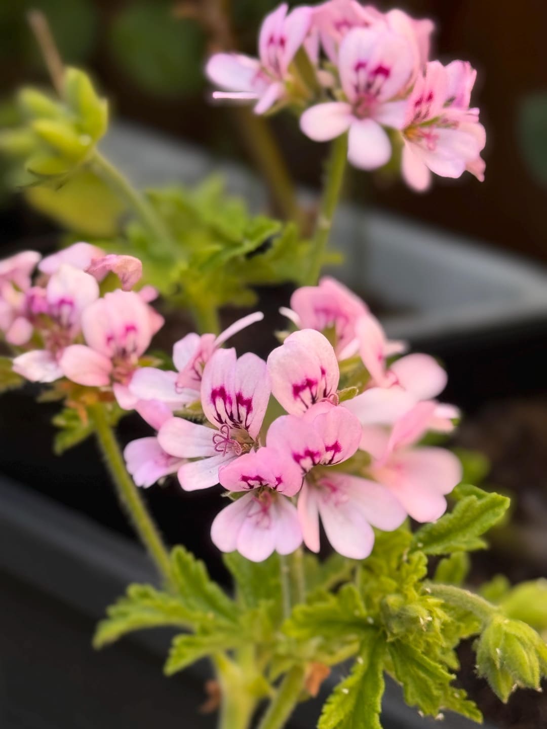 Citronella Scented Geranium | Mosquitoes Plant | Pelargonium | Live ...