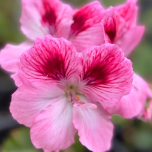 Geranium 'elegance Rose Bicolor' | Pelargonium Regal| Live Plant in 6 ...