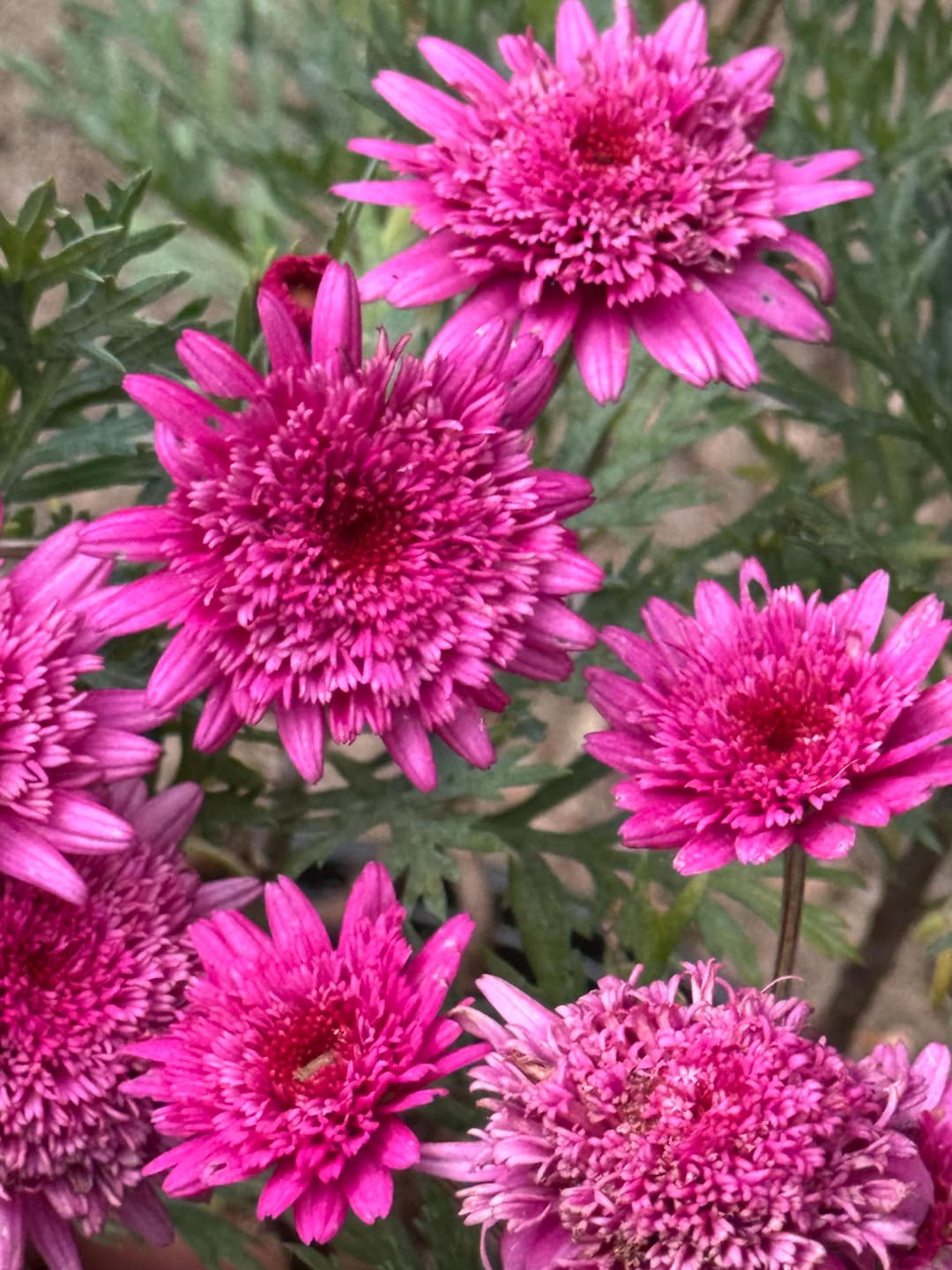 Marguerite Daisy Argyranthemum Frutescens 'raspberry Ruffles‘ | Live ...