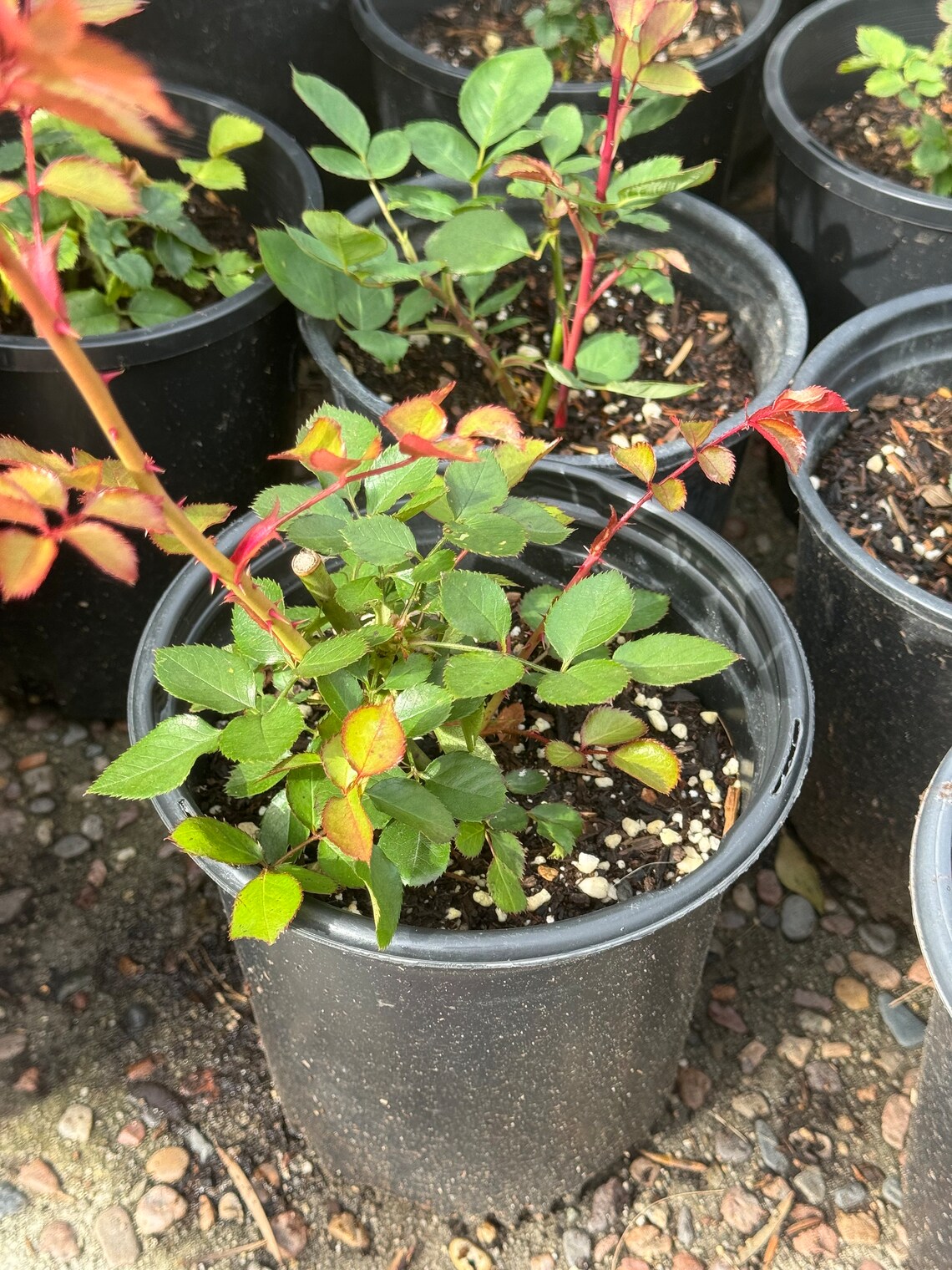 Earth Angel Parfuma Rose | Live Plant| Kordes | Own Rooted in 1 Gallon ...