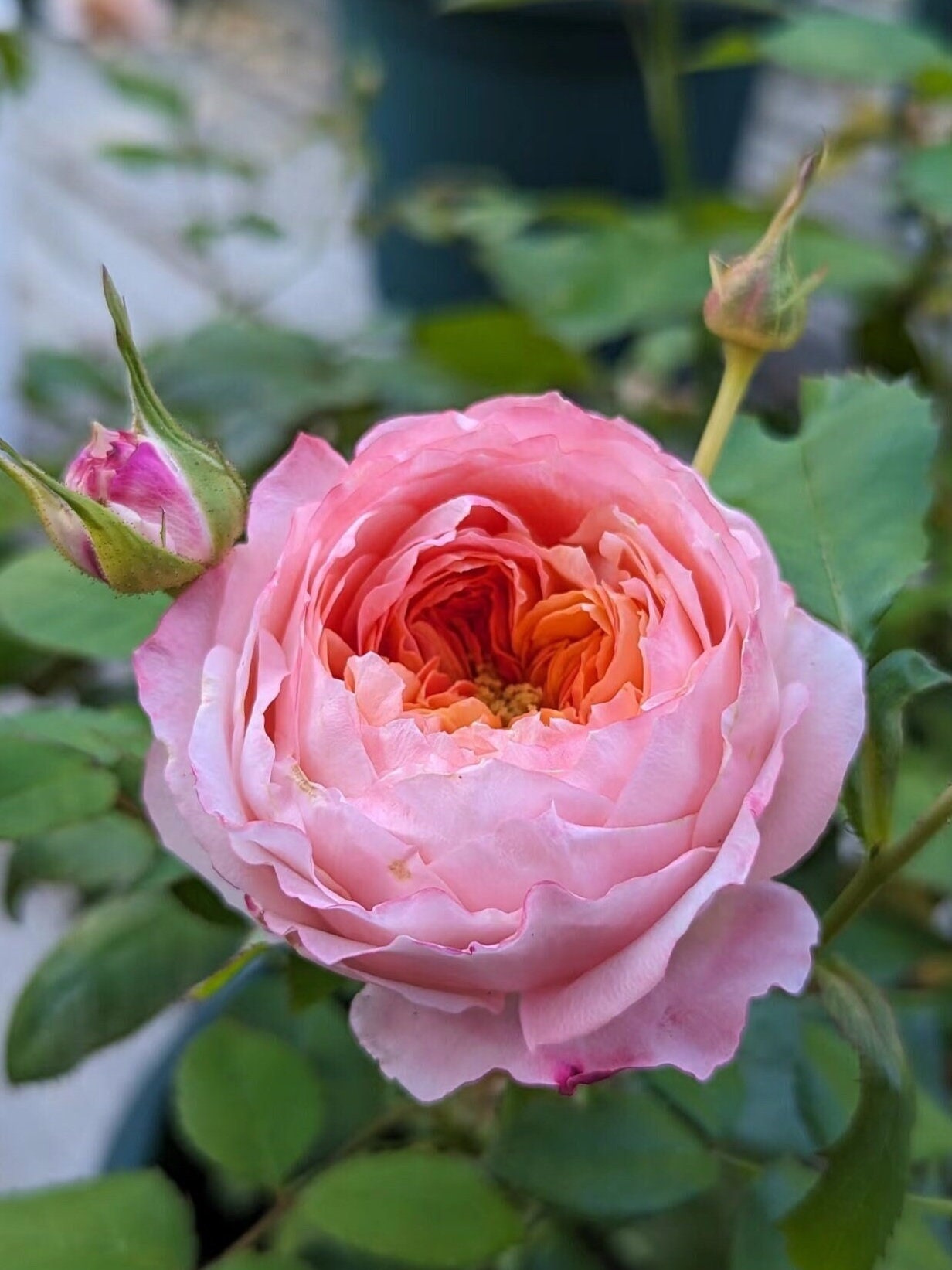 Rare Rose princess Sakura Live Plant Japanese Rose Own Rooted in 1 ...