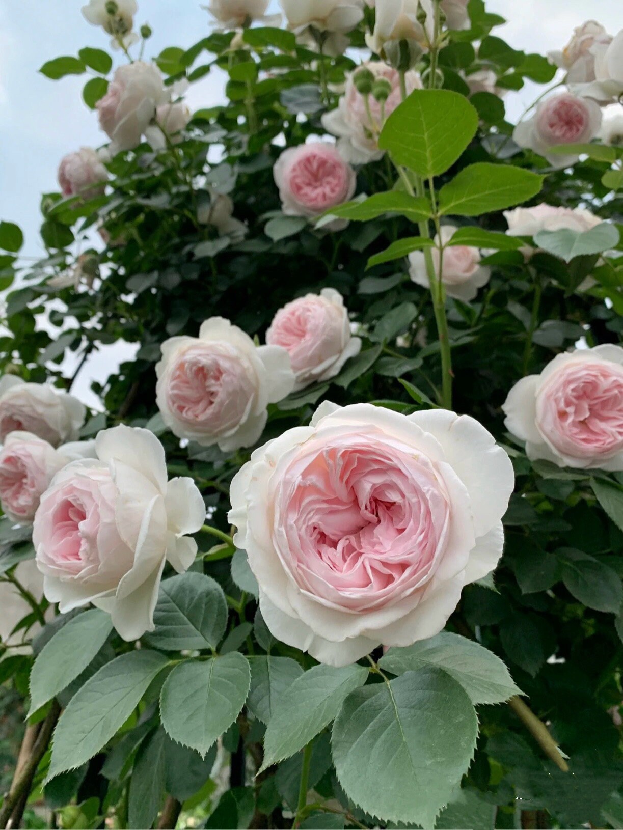 Earth Angel Parfuma Rose | Live Plant| Kordes | Own Rooted in 1 Gallon ...