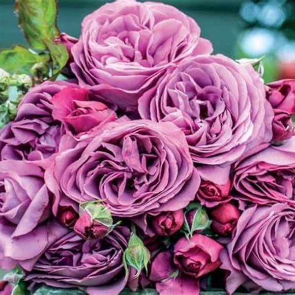 Purple Rose Bush - Etsy