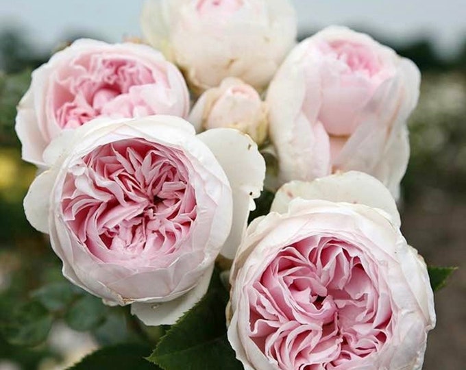 Earth Angel Parfuma Rose | Live Plant| Kordes | Own Rooted in 1 Gallon ...