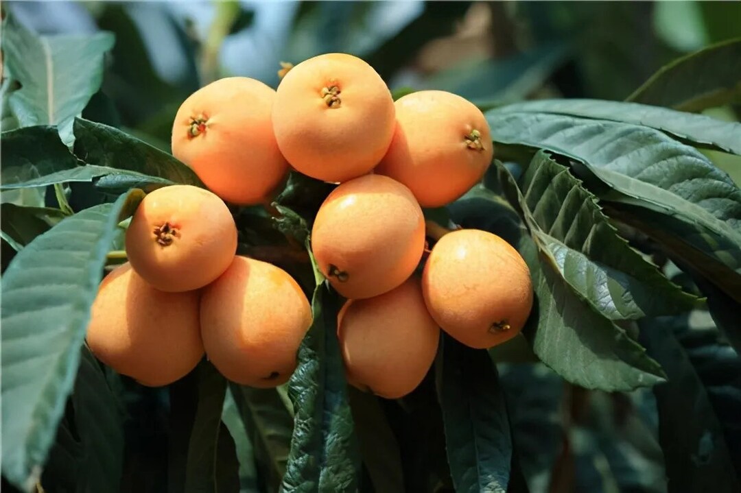 Loquat Tree Seedling | Starter Plant - Etsy