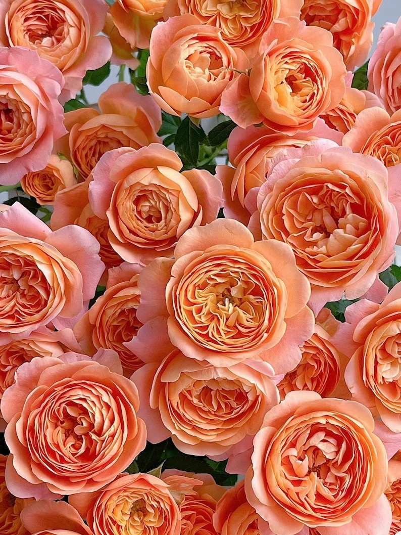 Juicy Terrazza Rose | Live Plant| Netherland Rose| Own Root Bushes in 1 ...