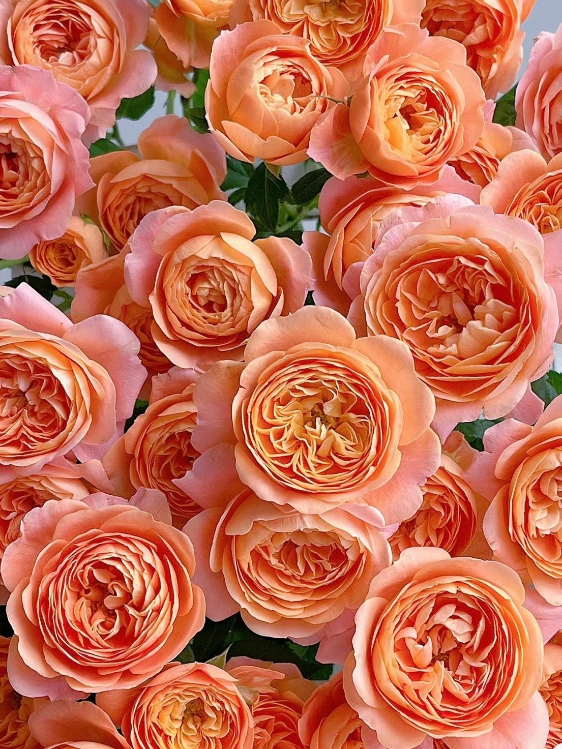 Juicy Terrazza Rose Live Plant Netherland Rose Own Root Bushes in 1 ...