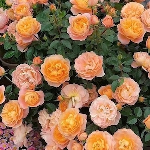 Juicy Terrazza Rose | Live Plant| Netherland Rose| Own Root Bushes in 1 ...