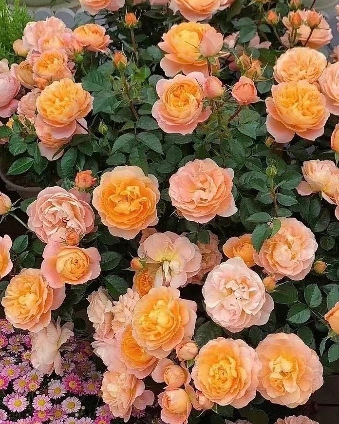 Juicy Terrazza Rose | Live Plant| Netherland Rose| Own Root Bushes in 1 ...