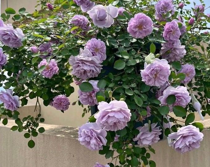 Novalis，诺瓦利斯 Fragrance. Own Root. Continue Blooming. Shrub Rose. - Etsy