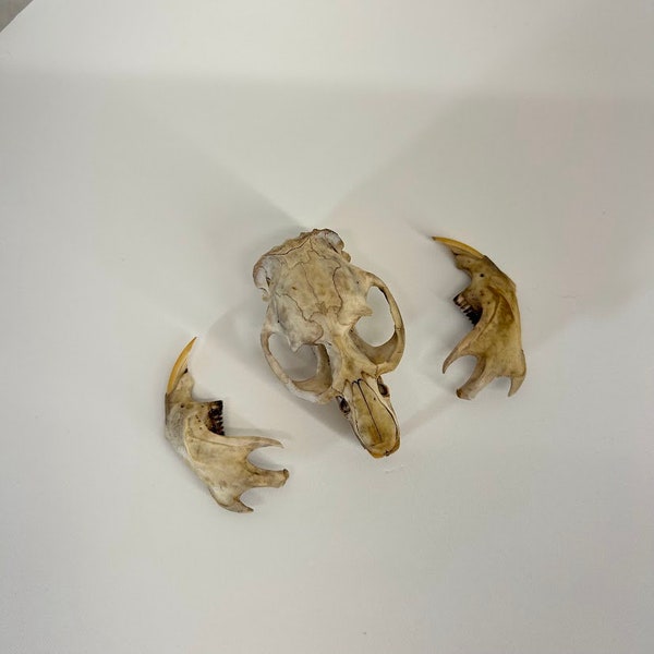 Muskrat Teeth - Etsy