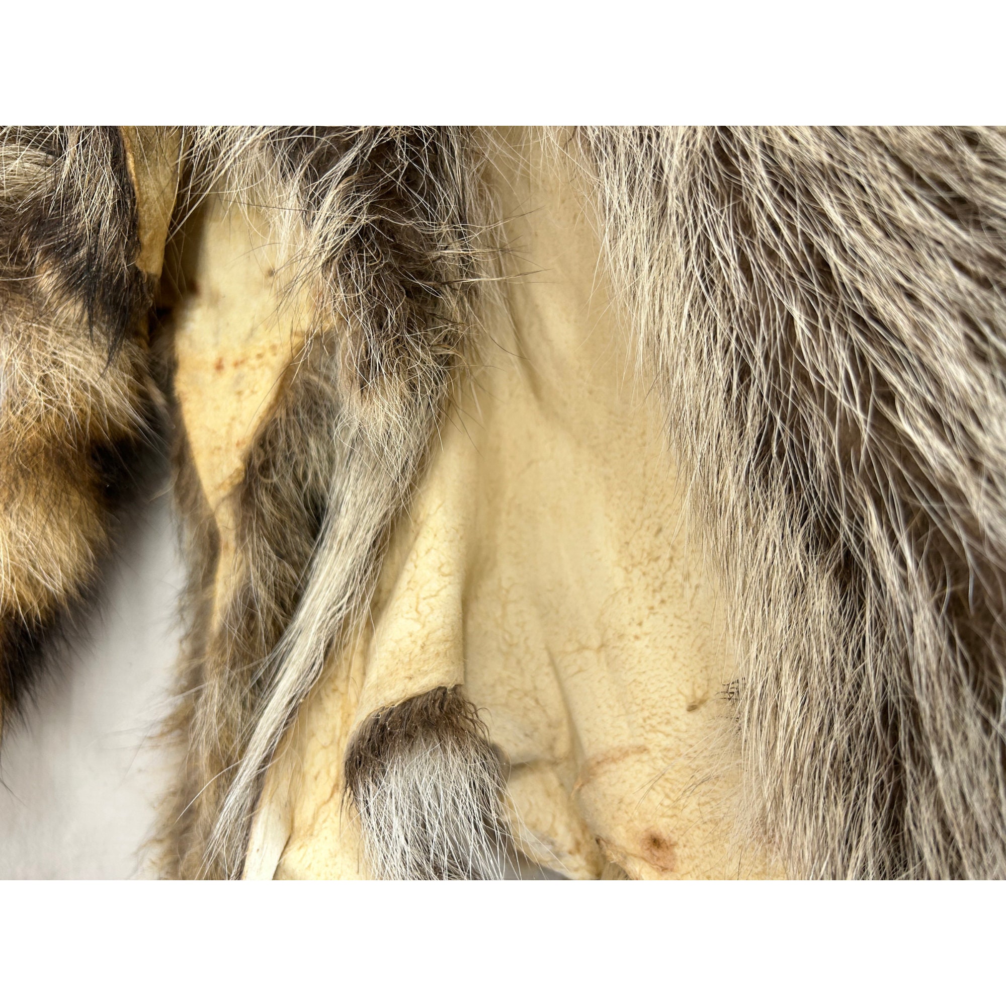 Craftsman Tanned Raccoon Fur Skin Pelt Hide Wall Hanging Hunting Lodge ...