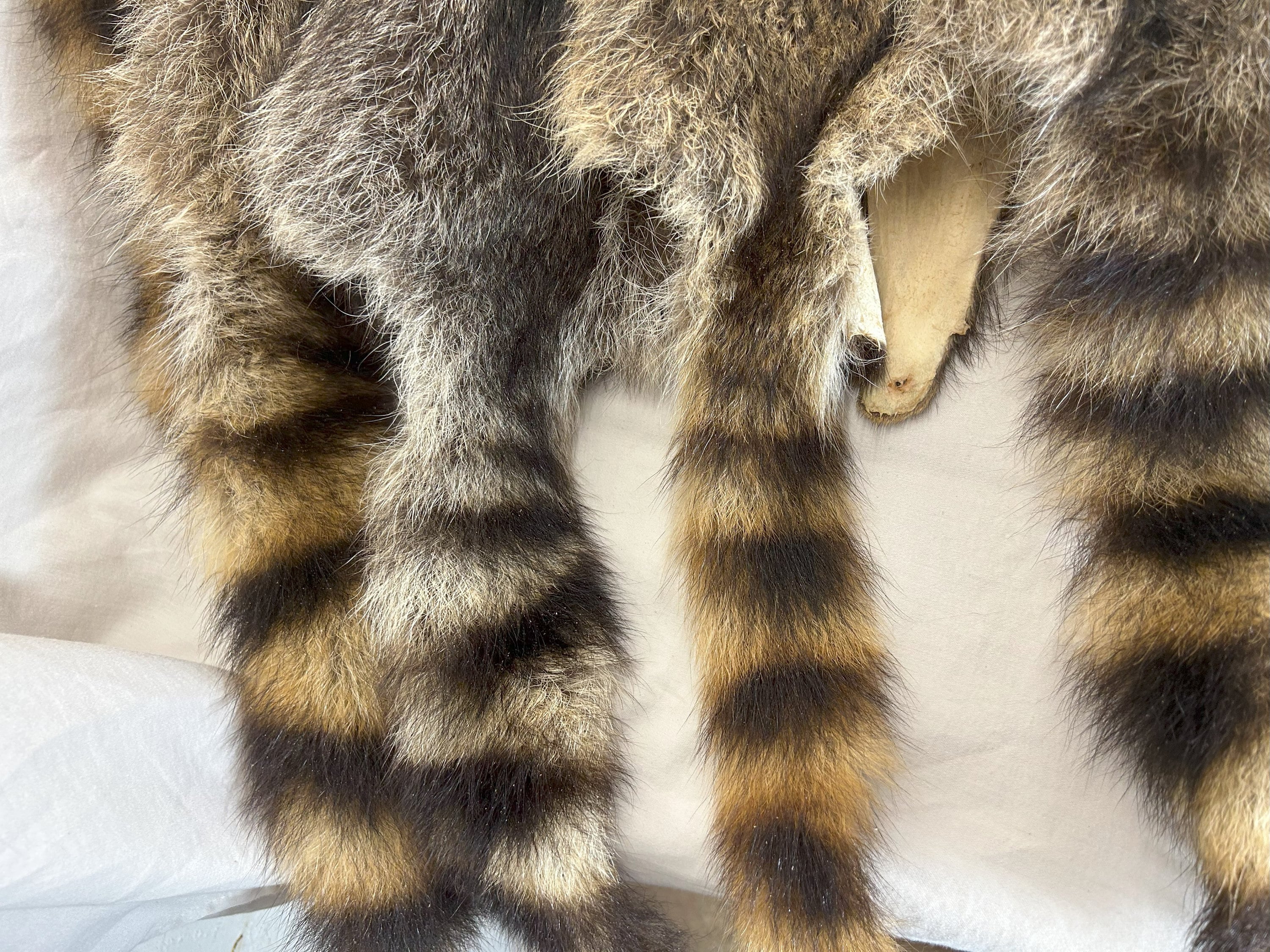 Craftsman Tanned Raccoon Fur Skin Pelt Hide Wall Hanging Hunting Lodge ...