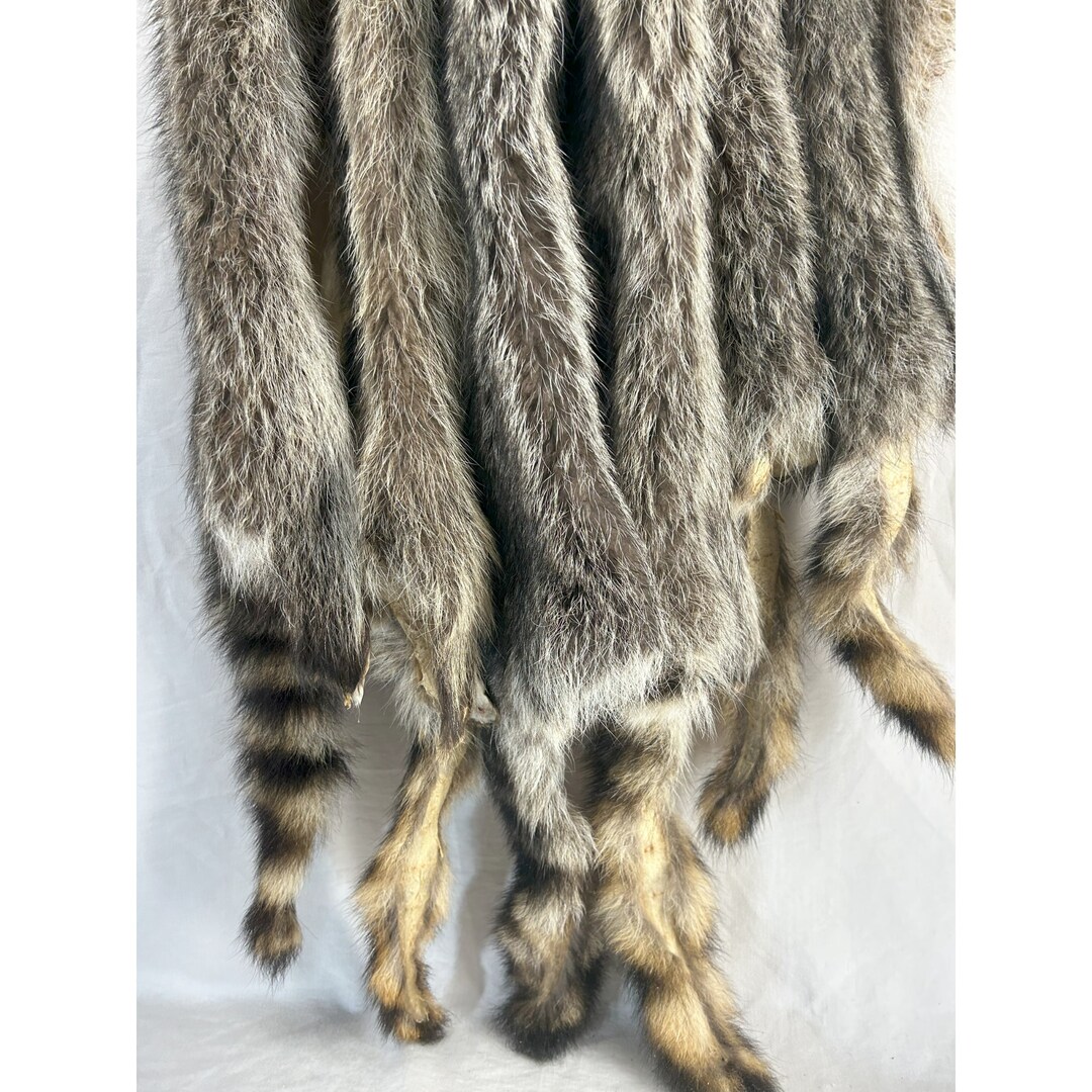 Craftsman Tanned Raccoon Fur Skin Pelt Hide Wall Hanging Hunting Lodge ...