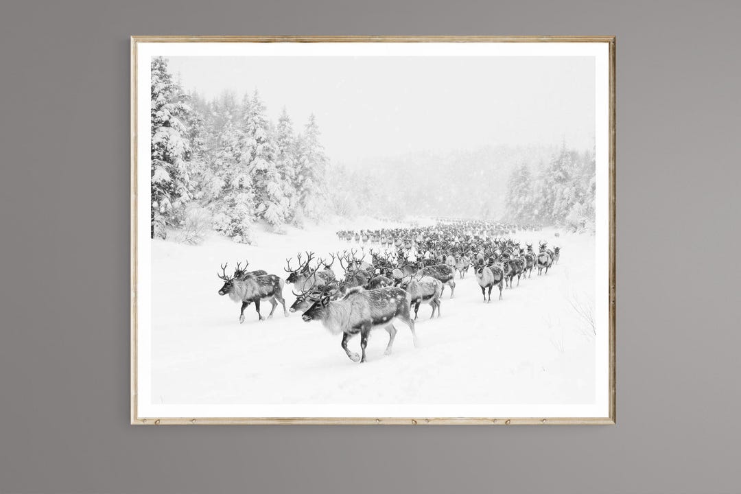 Reindeer , Reindeer Pack, Reindeer on a Snowy Day. Winter Scene ...