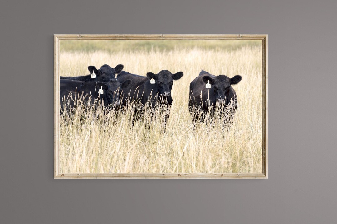 Kansas Cattle Print: Farmhouse Wall Art (digital Download) - Etsy