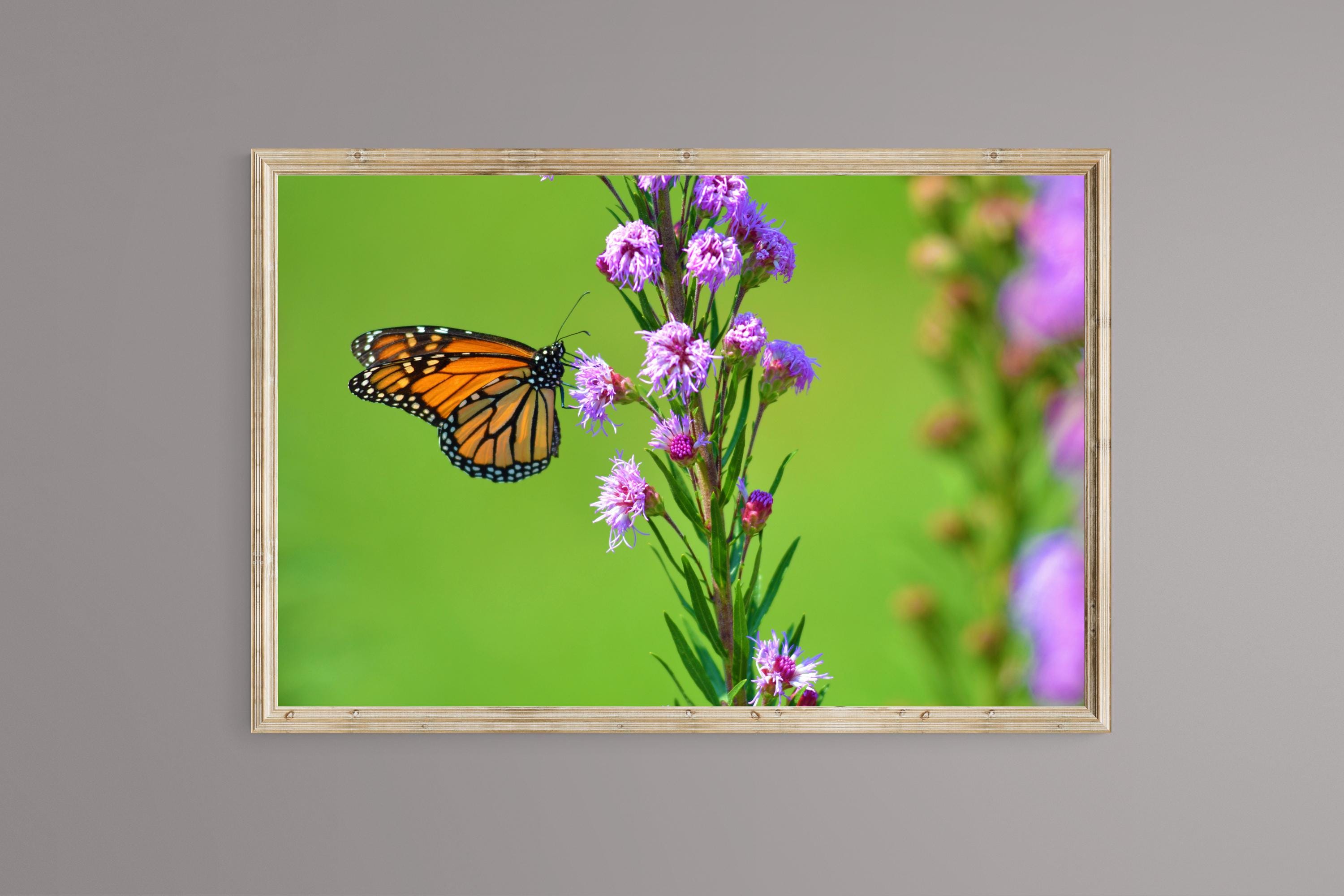Monarch Butterfly Print: Kansas Plains Wildflower Photo (digital ...