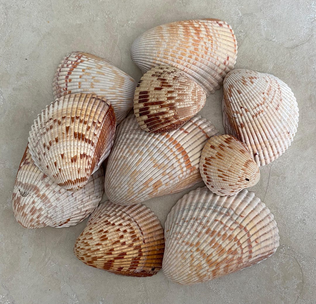 Atlantic Cockle Shells - Etsy