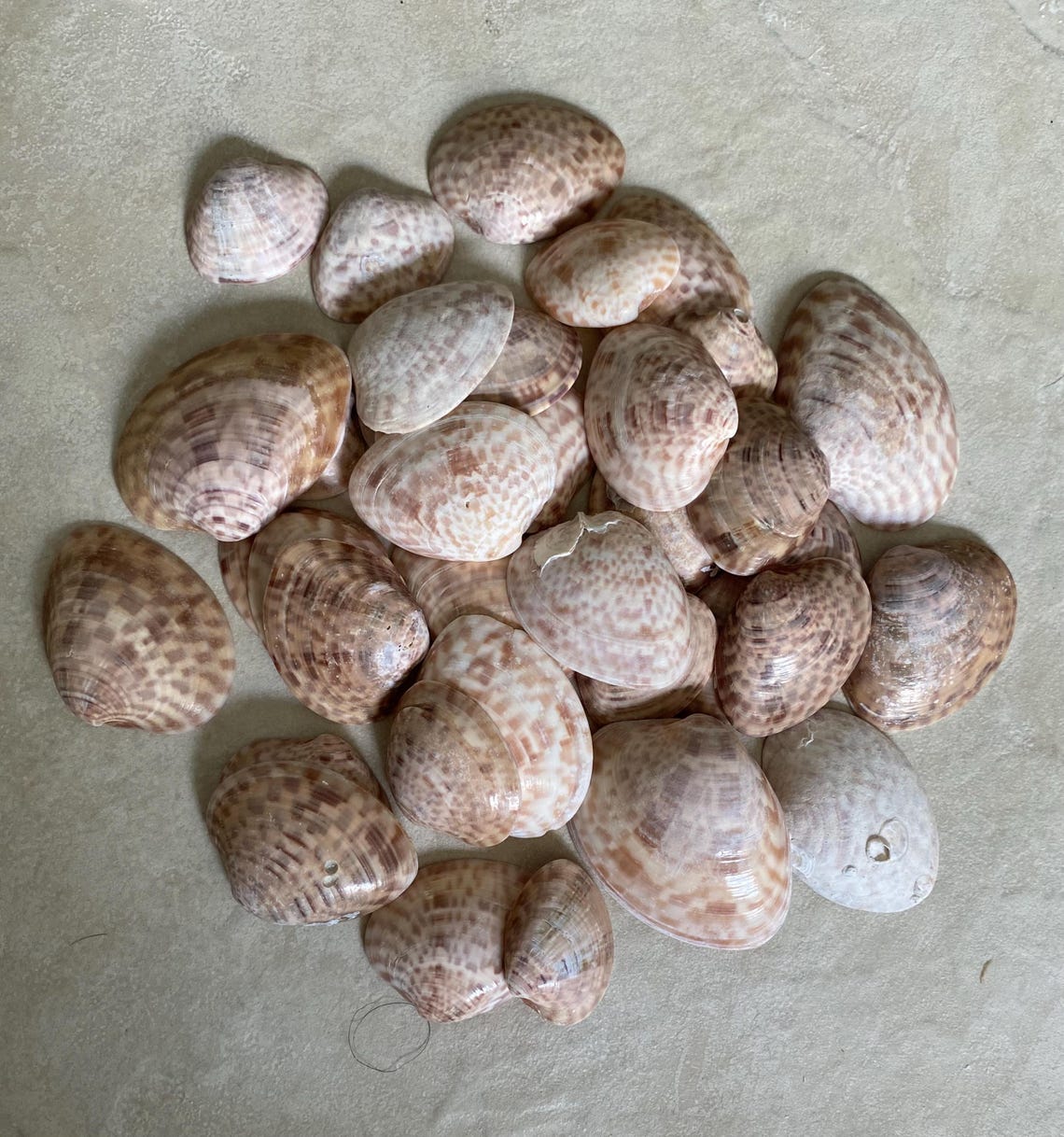 Lot of 50 Calico Shells - Etsy