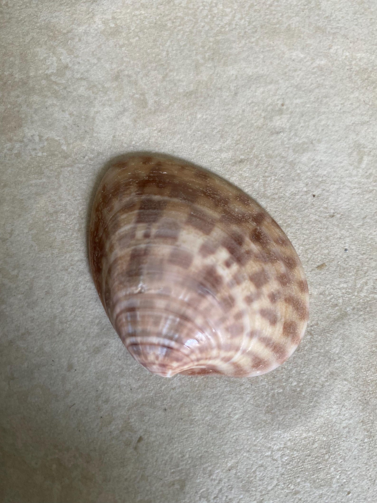 Lot of 50 Calico Shells - Etsy