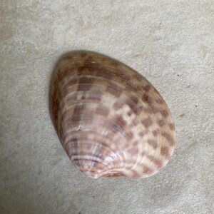 Lot of 50 Calico Shells - Etsy