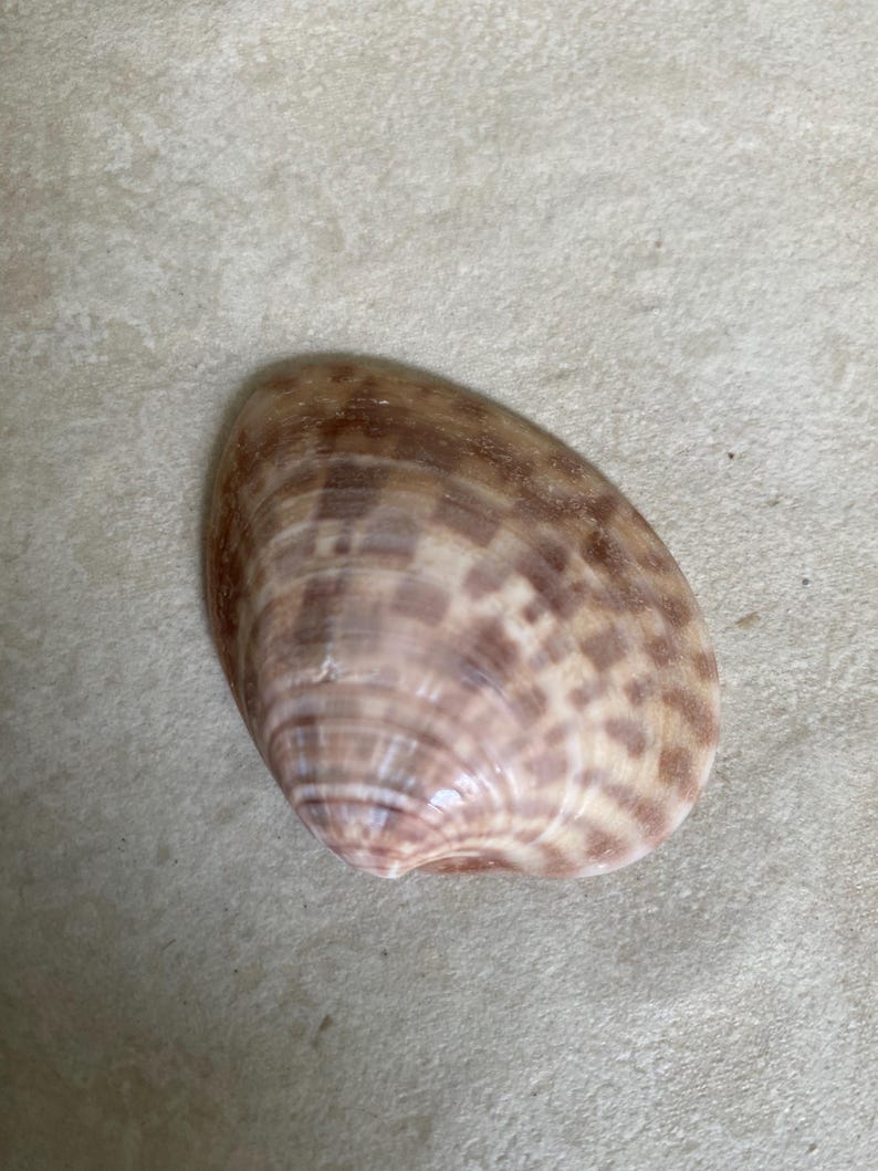 Lot of 50 Calico Shells - Etsy