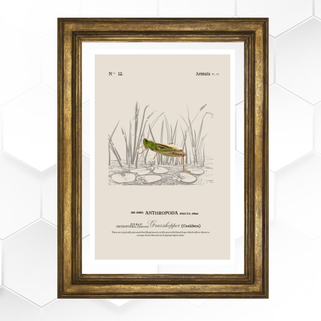 Grasshopper, Woodland Animal Vintage Art, Insects Bug Printable Art ...
