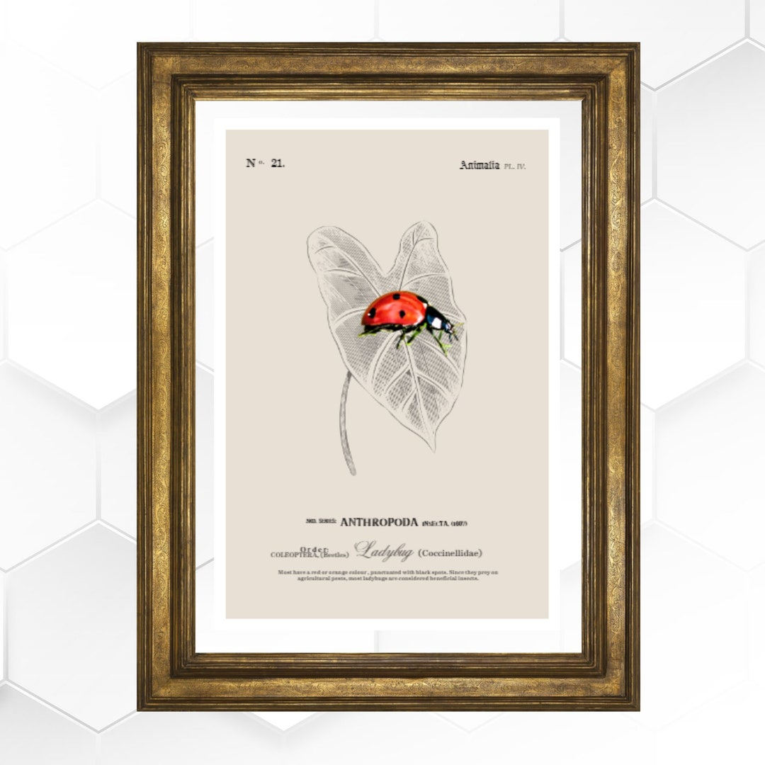 Lady Bug, Woodland Animal Vintage Art, Insects Bug Printable Art ...