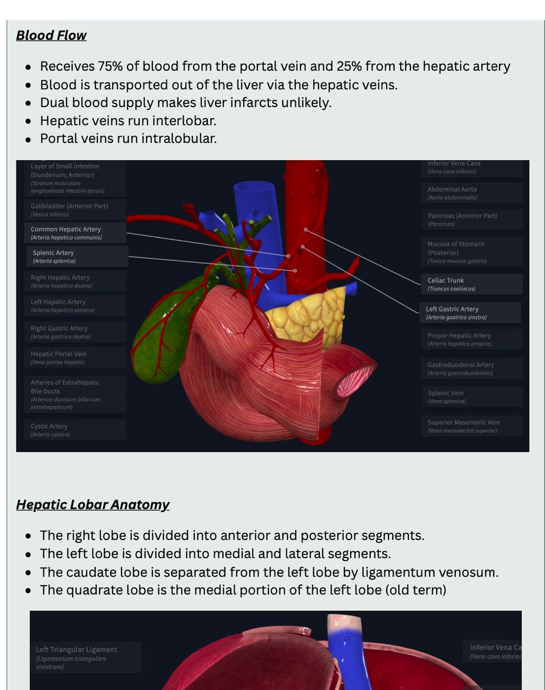 Ultrasound Abdomen Notes Liver, Liver Ultrasound Student Notes ...