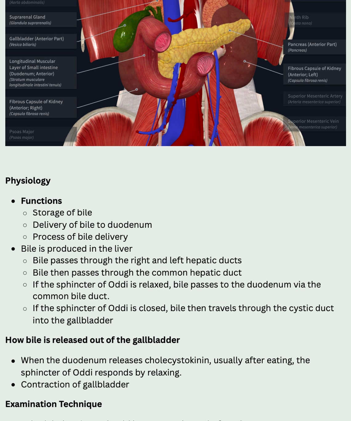 Ultrasound Abdomen Notes Gallbladder, Gallbladder Ultrasound Student ...