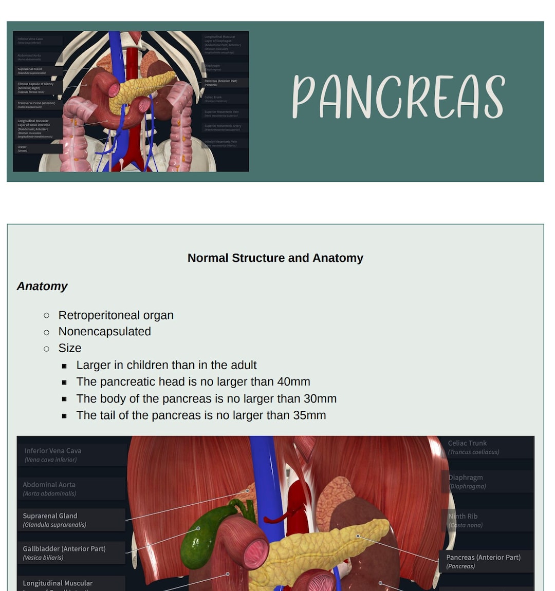 Ultrasound Abdomen Notes Pancreas Sonography Student Notes Ultrasound ...