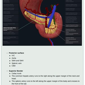Ultrasound Abdomen Notes Pancreas Sonography Student Notes Ultrasound ...