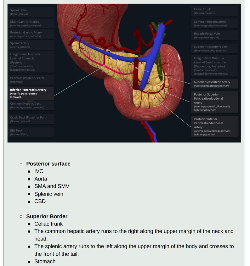 Ultrasound Abdomen Notes Pancreas Sonography Student Notes Ultrasound ...