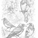 13 Creative Bird Instant Downloadable Digital Colouring Page - Etsy