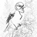 13 Creative Bird Instant Downloadable Digital Colouring Page - Etsy