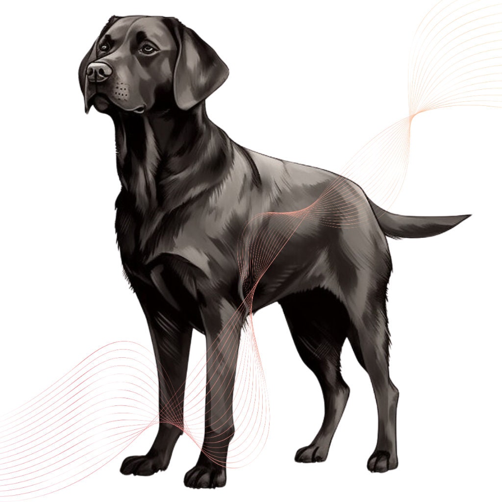 Black Labrador Clipart High-quality Transparent PNG Watercolor Dog ...