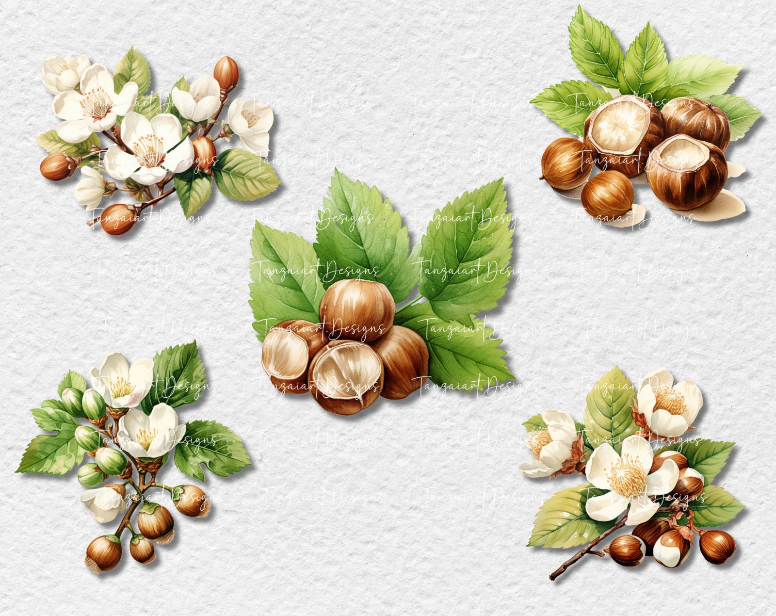 Watercolor Hazelnut Clipart - 18 High-resolution Pngs for Scrapbooking ...