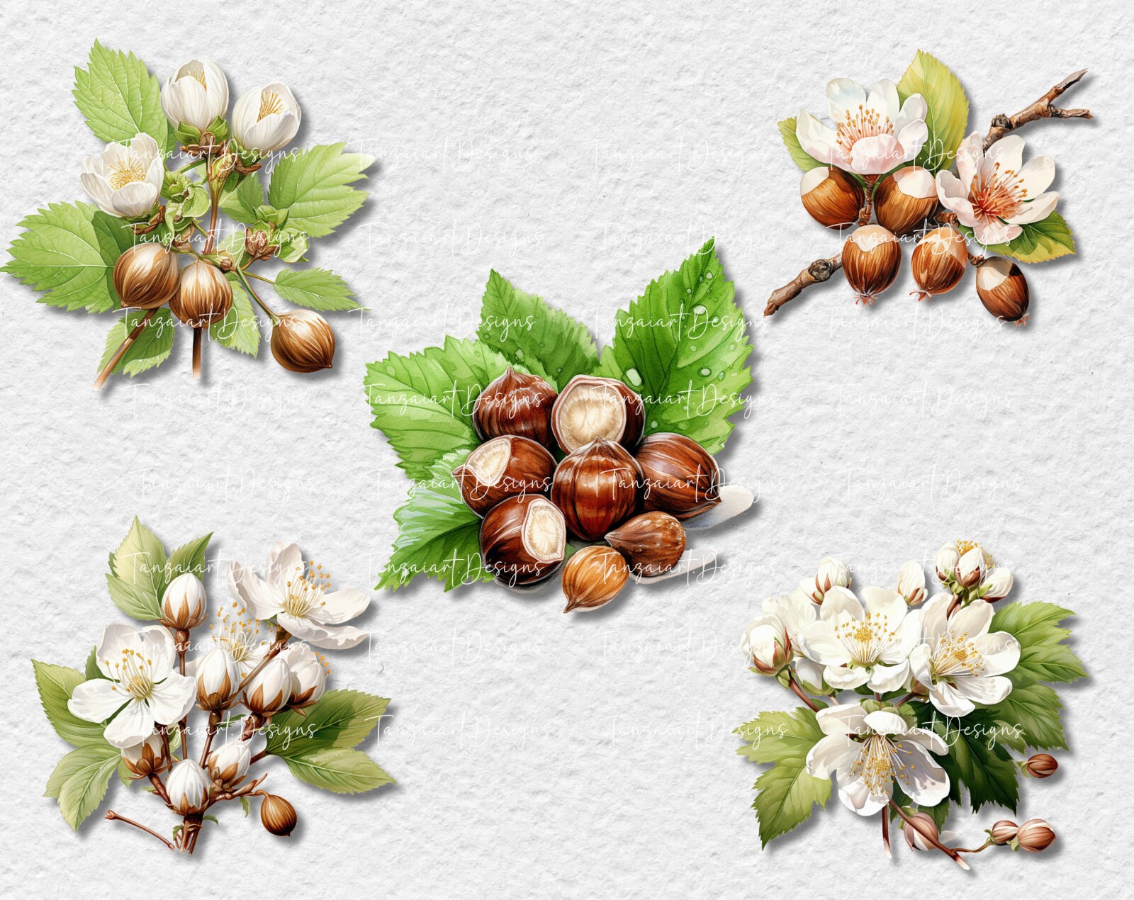 Watercolor Hazelnut Clipart - 18 High-resolution Pngs for Scrapbooking ...