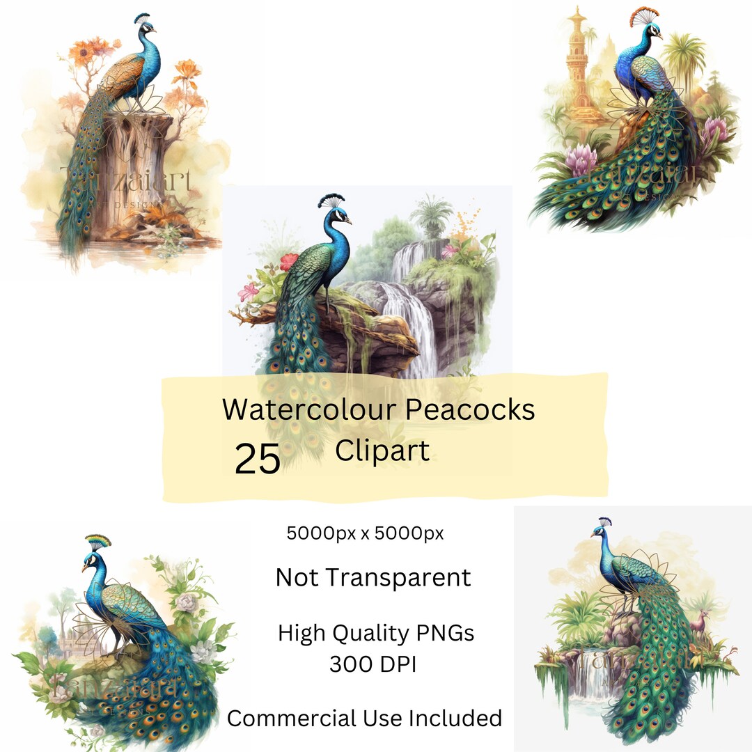 Peacock Watercolor Clipart Set 25 PNG Stunning Bird - Etsy