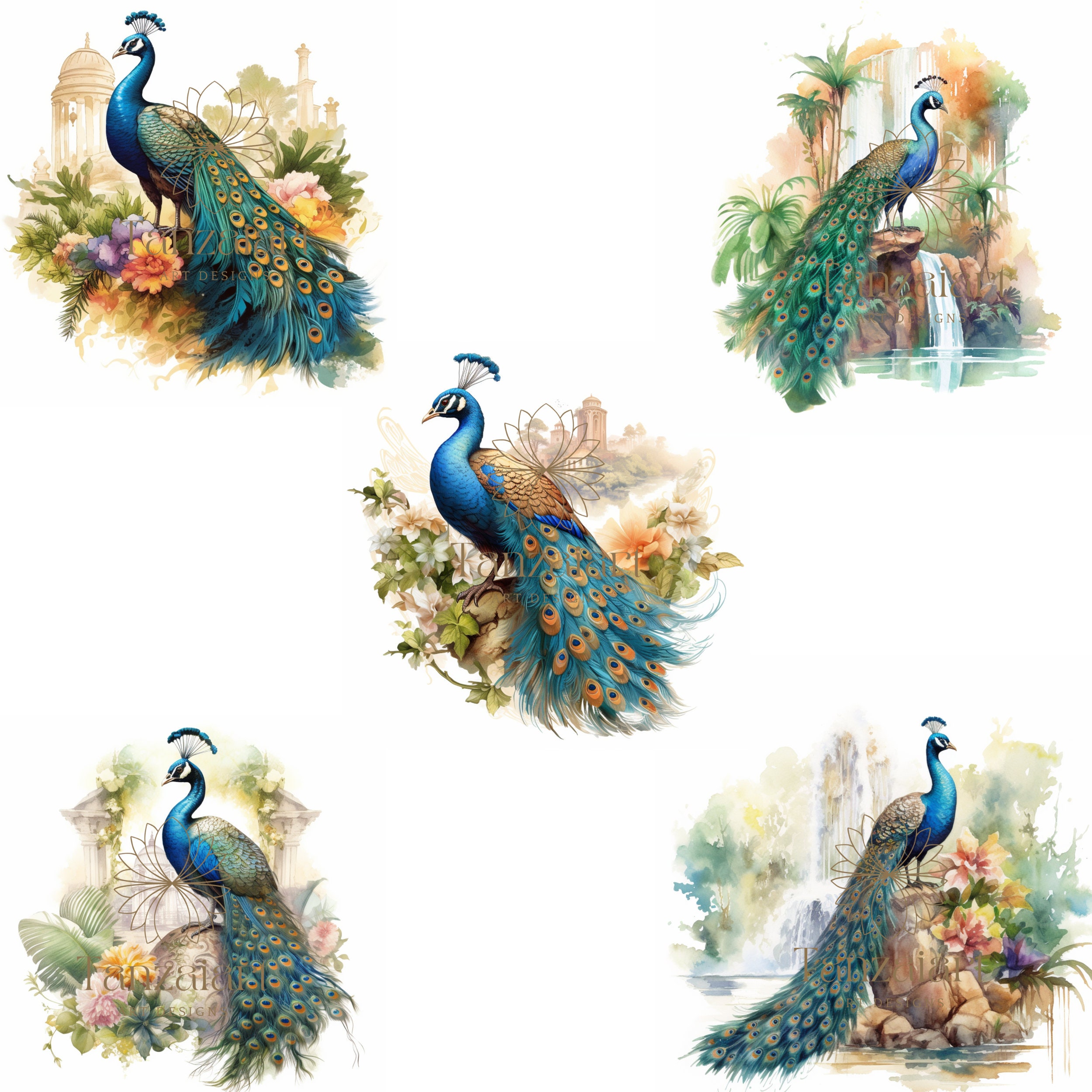 Peacock Watercolor Clipart Set 25 PNG Stunning Bird - Etsy