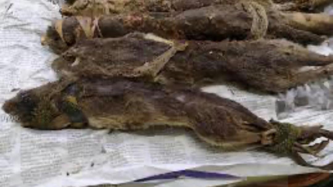 Okete Dried Giant Rat Fresh From Nigeria - Etsy